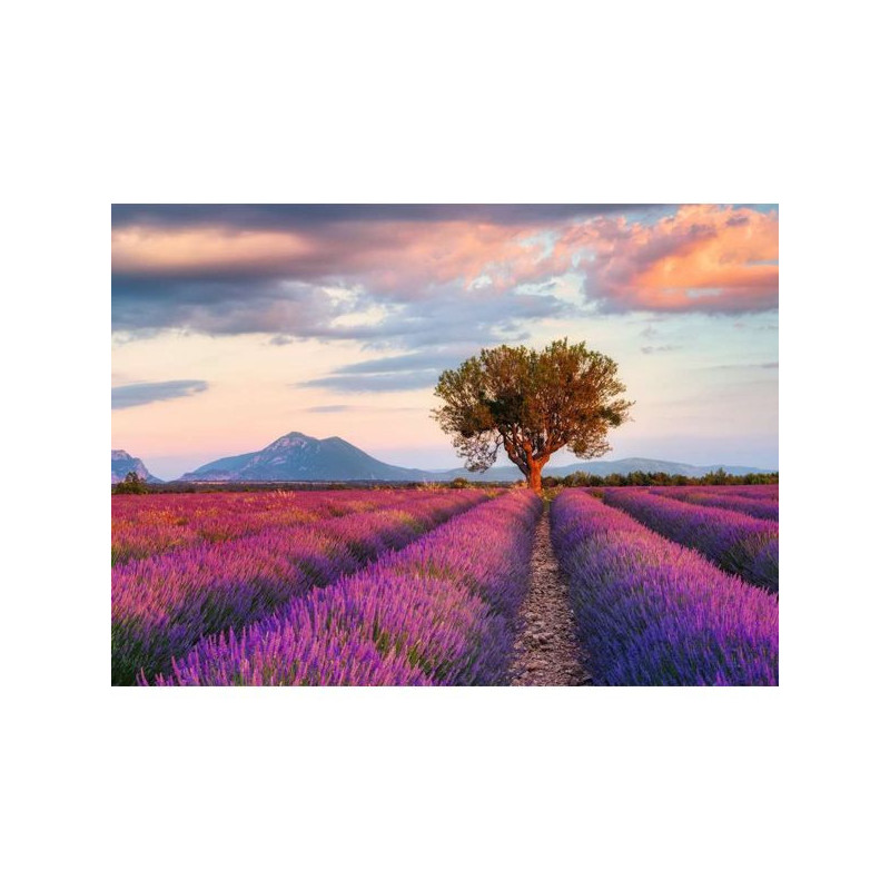 Puzzle Ravensburger Campos de Lavanda: Experiencia Visual de 1000 ...